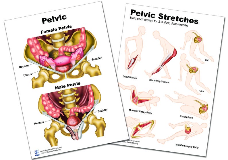 Pelvic Anatomy 4 Chart Set With Two Models for Physical Therapists PT ...
