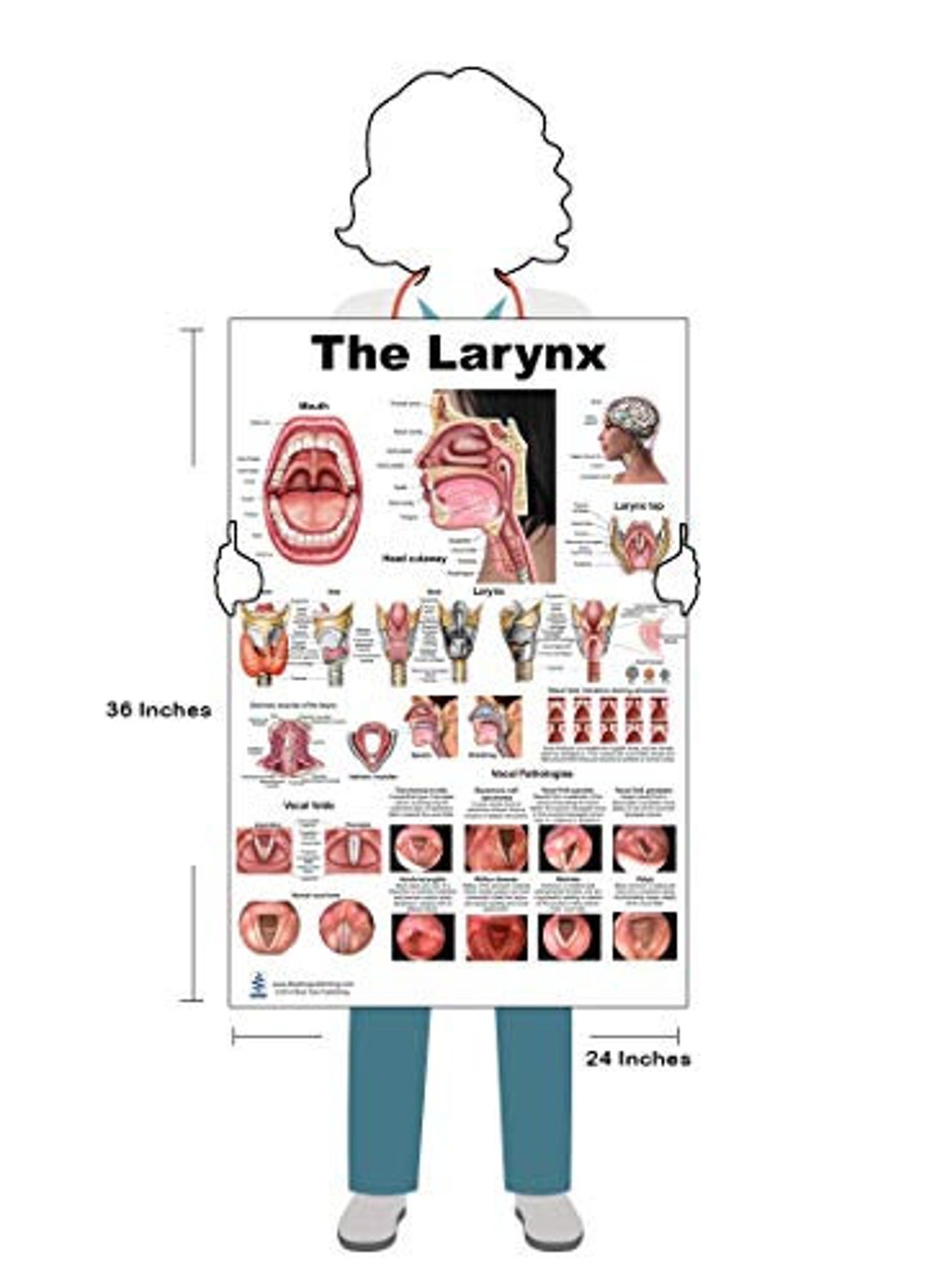 Poster Set 24*36inch, the Larynx, Swallowing, Speech Articulation ...