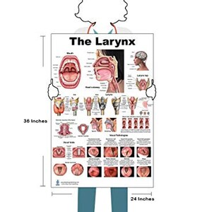 Poster Set 24*36inch, the Larynx, Swallowing, Speech Articulation ...