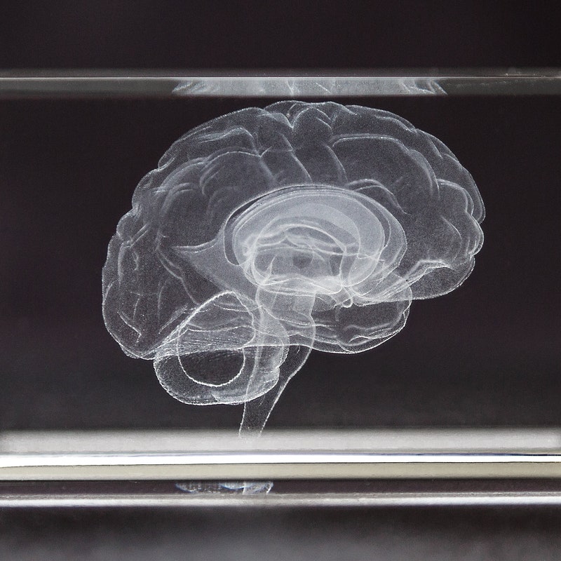 Brain Sculpture - Etsy