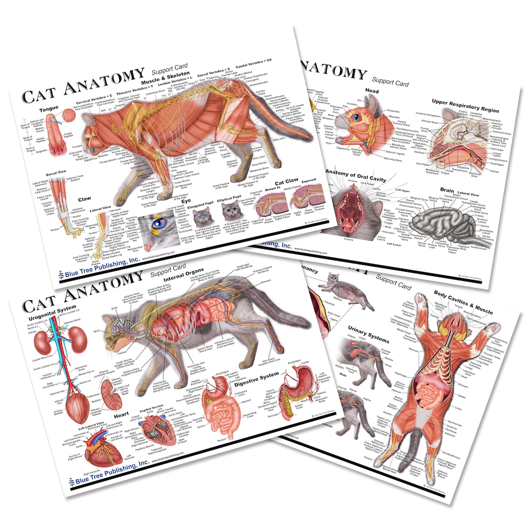 Cat Anatomy Charts - Etsy