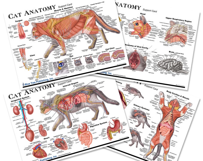 Feline Skeletal Structure - Veterinary Medicine Educational Poster ...