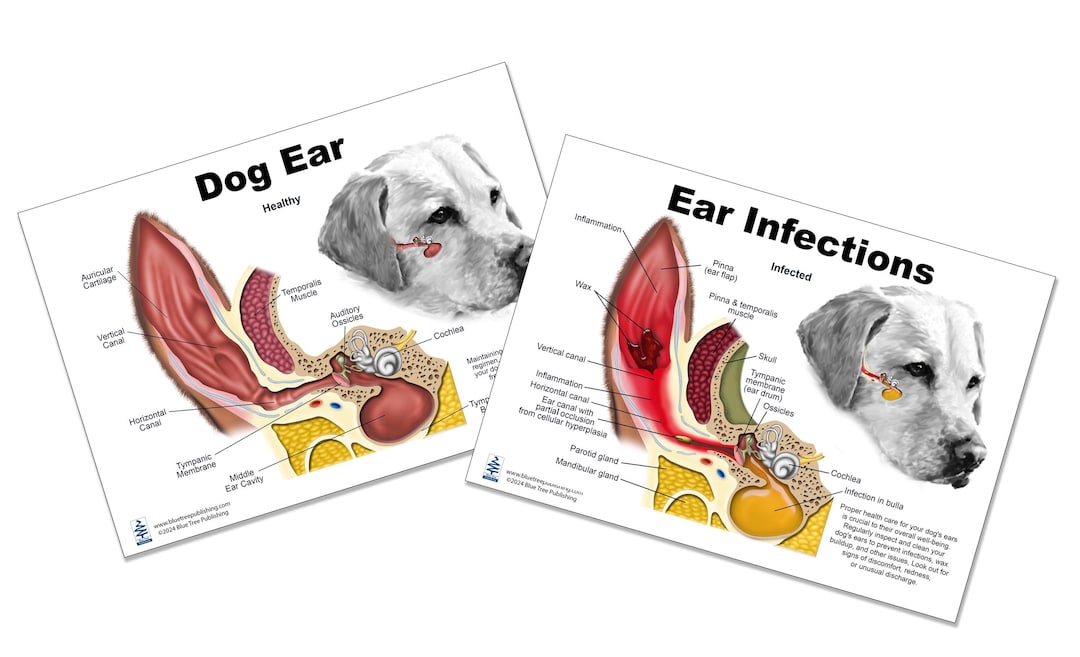 Dog Ear Anatomy, Chart, Clipboard, for Veterinarians and Students - Etsy