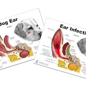 Dog Ear Anatomy, Chart, Clipboard, for Veterinarians and Students - Etsy