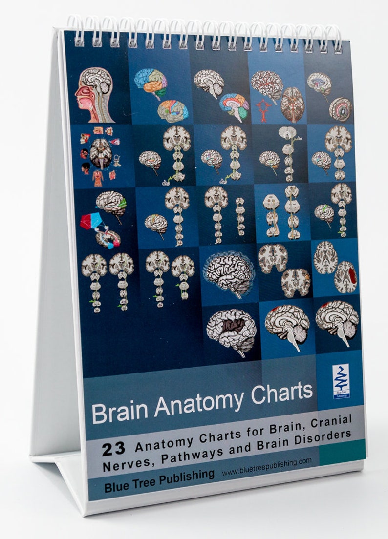 Brain Anatomy Flip Charts for Study of Neurology, Cranial Nerves ...