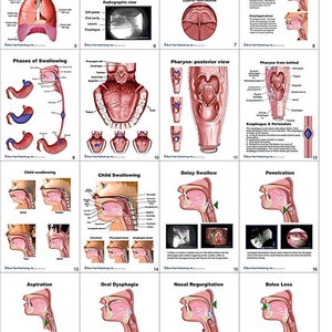 Swallowing Anatomy Flip Charts - Etsy