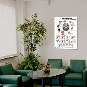 Blue Tree Publishing the Brain Poster 24x36inch, Waterproof, Cranial ...