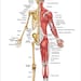 Skeletal and Muscles Anatomical Chart - Etsy