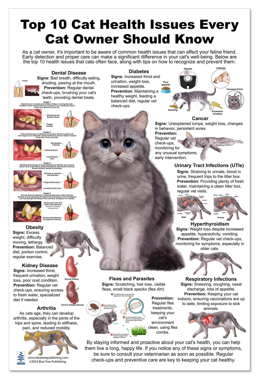 Cat 10 Health Concern Poster, Anatomy & Veterinary Physiology Feline ...