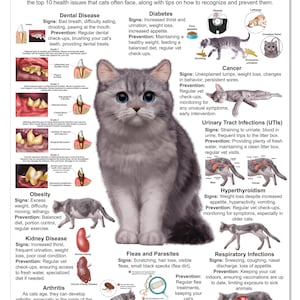 Cat 10 Health Concern Poster, Anatomy & Veterinary Physiology Feline ...
