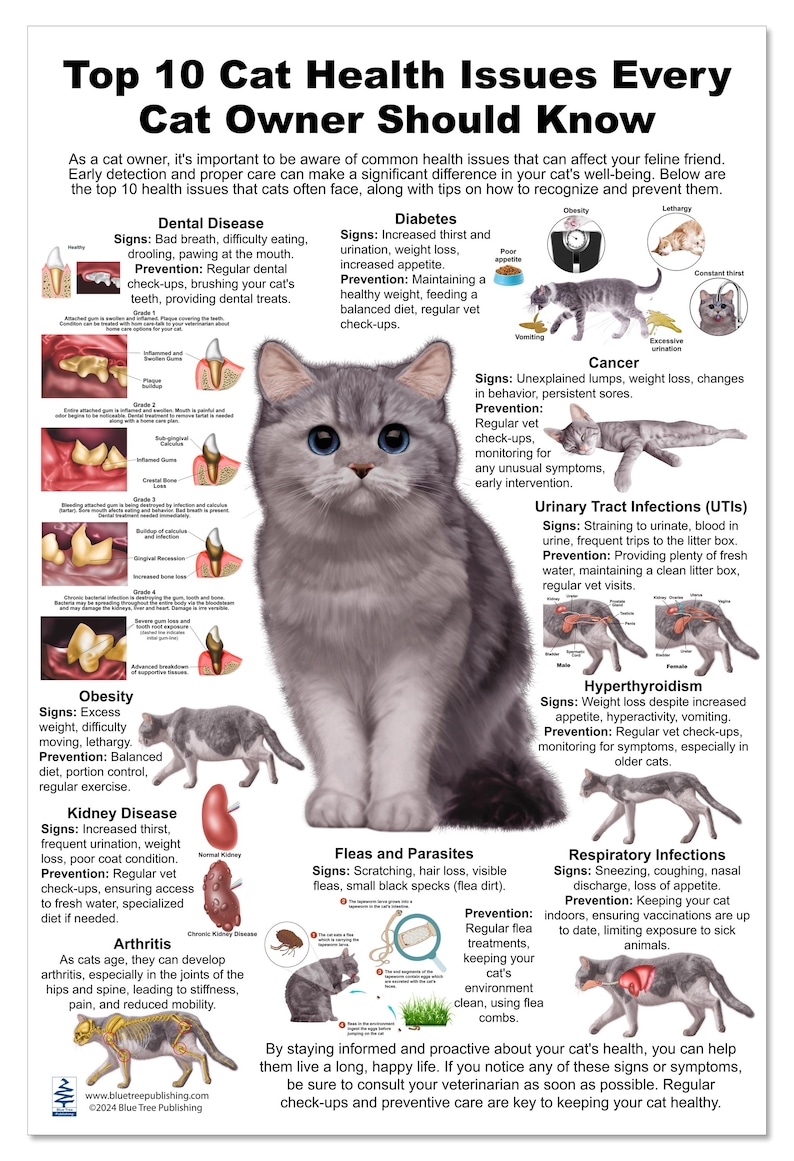 Cat 10 Health Concern Poster, Anatomy & Veterinary Physiology Feline ...