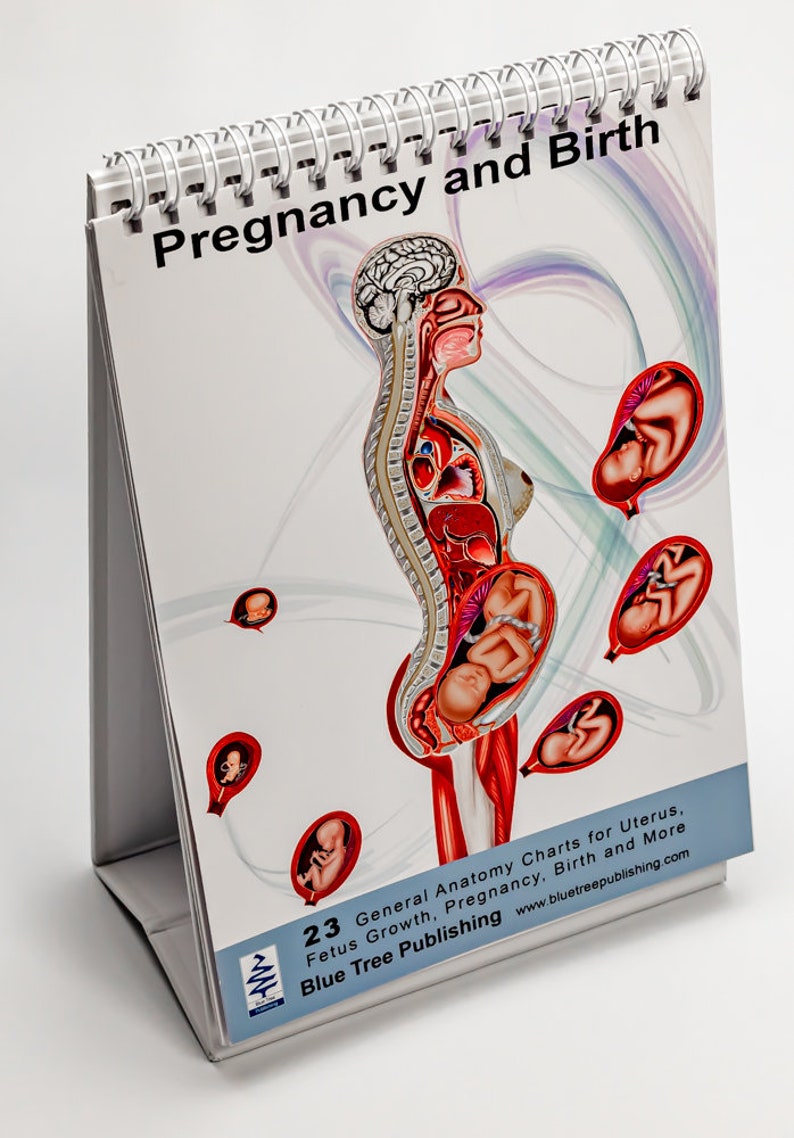 Pregnancy and Birth Anatomy Flip Charts - Etsy