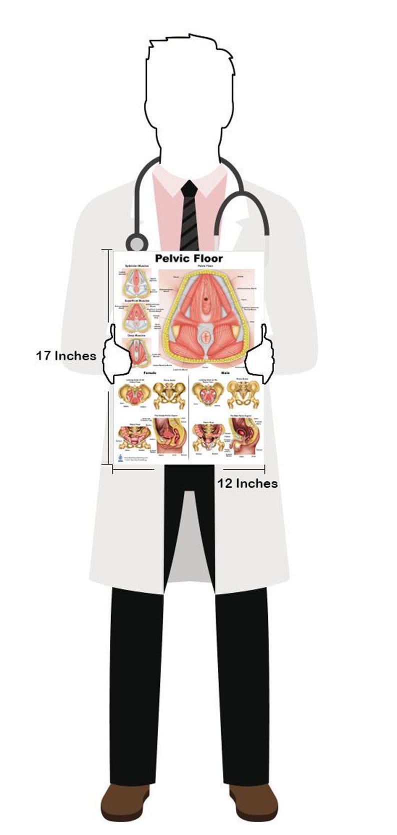 Pelvic Floor Charts 12*17-inch, Waterproof - Etsy
