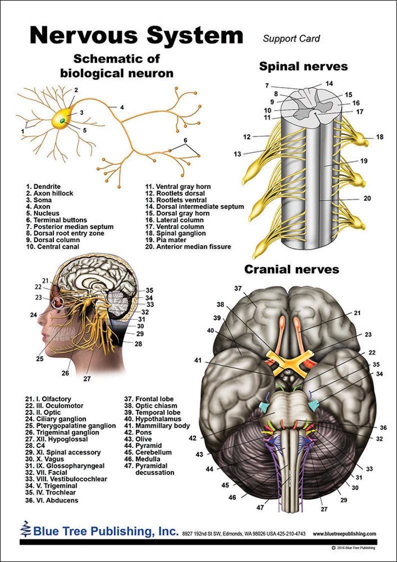 Nervous System Anatomical Chart - Etsy