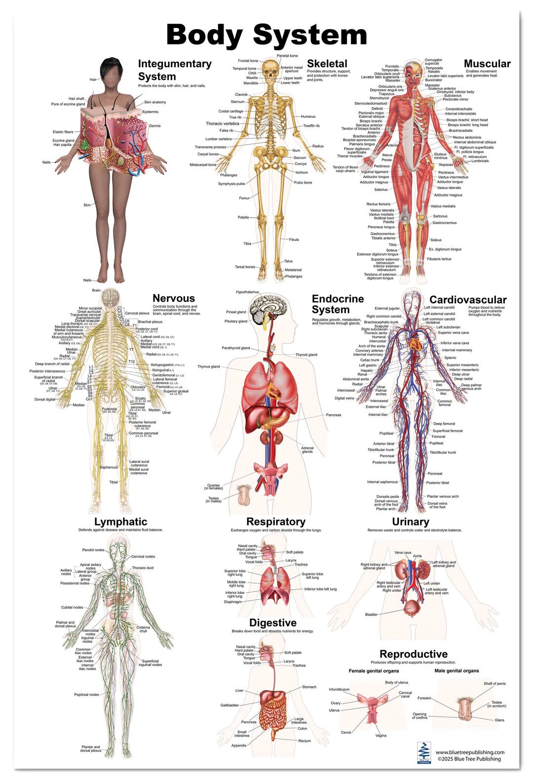 Human Body Systems Poster, Muscular, Nervous, Circulatory, Lymphatic ...