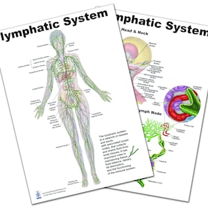 Lymphatic System Anatomical Chart – Human Body Lymph Nodes, Vessels ...