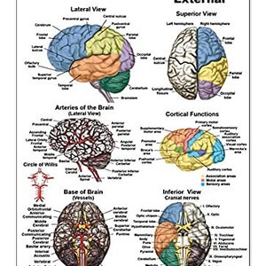 Blue Tree Publishing the Brain 4 Poster Set 12x17inch, Waterproof ...