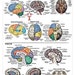 The Brain Poster 24x36inch, External & Internal Structures - Etsy