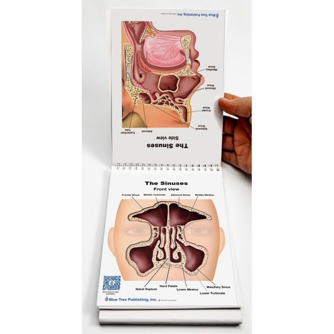 ENT Anatomy Flip Charts, Otolaryngologist Anatomy, Ear, Nose, Larynx ...