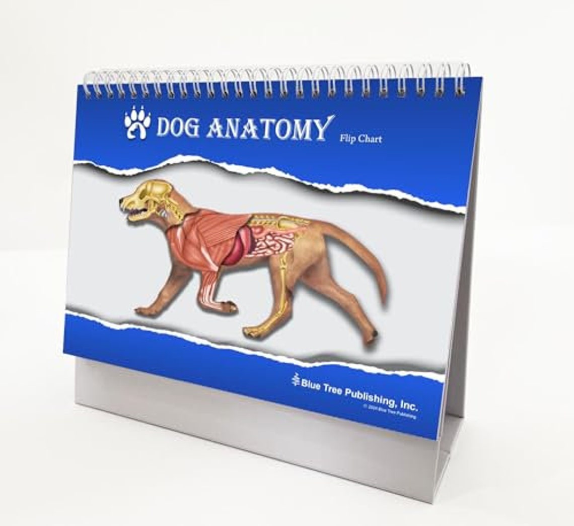 Dog Veterinary Anatomy Flip Charts, Anatomy & Veterinary Physiology ...