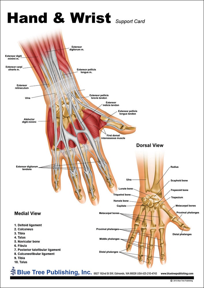 Hand and Wrist Anatomical Chart - Etsy UK