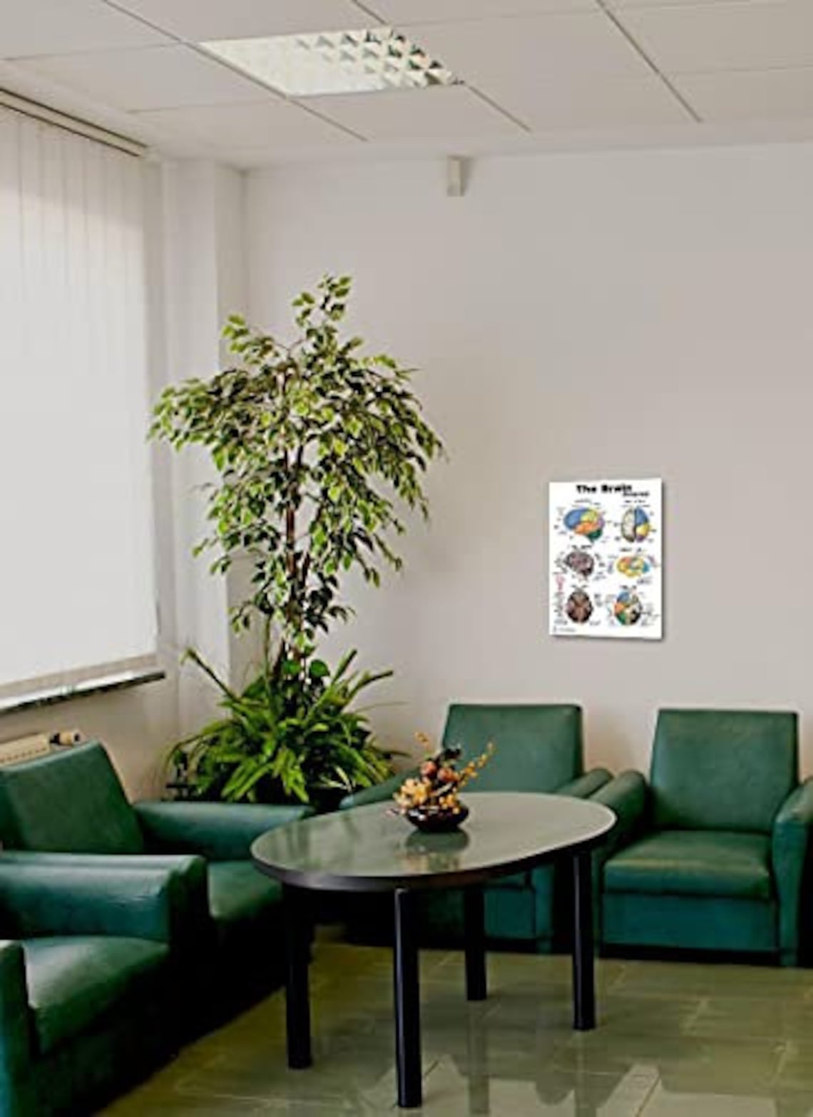 Blue Tree Publishing the Brain 4 Poster Set 12x17inch, Waterproof ...
