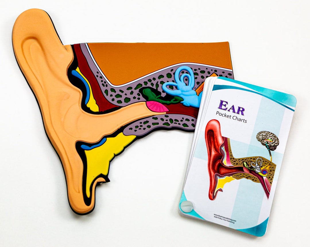 Ear Mat Model With Ear Pocket Chart - Etsy