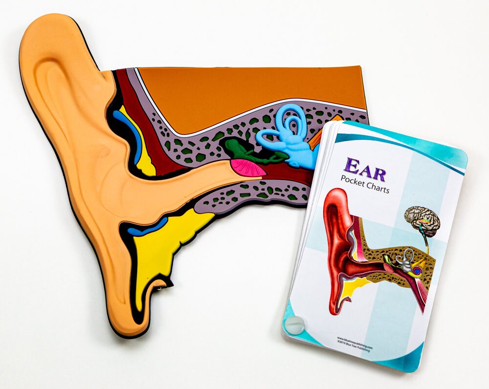 Ear Mat Model With Ear Pocket Chart - Etsy