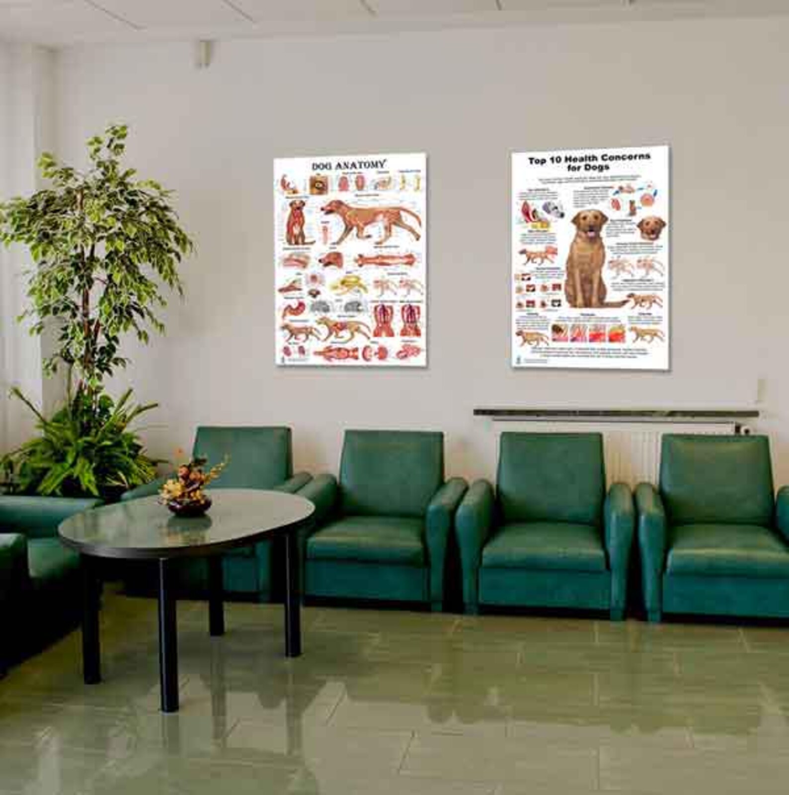 Dog Anatomy and 10 Health Concern 2 Chart Set, Anatomy & Veterinary ...
