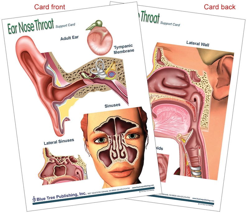 Ear Nose Throat Anatomical Chart - Etsy Ear Nose Throat Anatomical Chart - Etsy