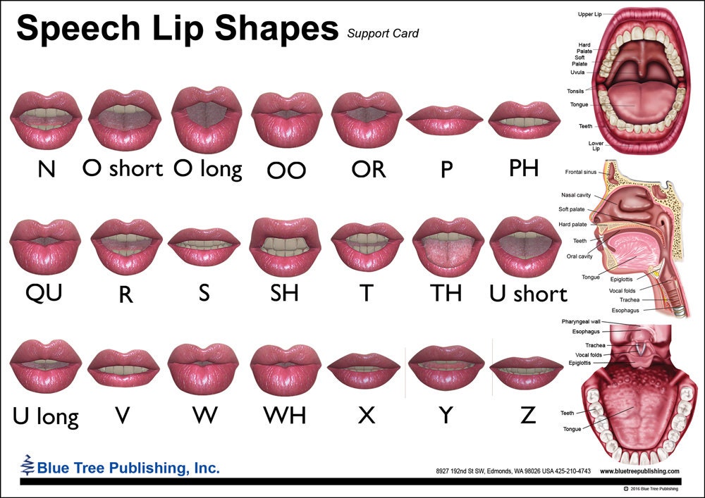 Speech Lip Shapes Anatomical Chart - Etsy