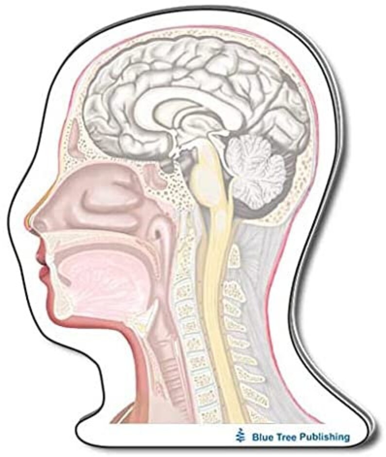 SLP Collection Set - Etsy