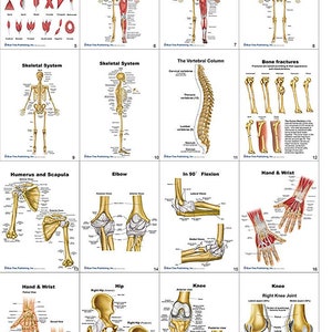 Muscles and Bones Anatomy Flip Charts - Etsy
