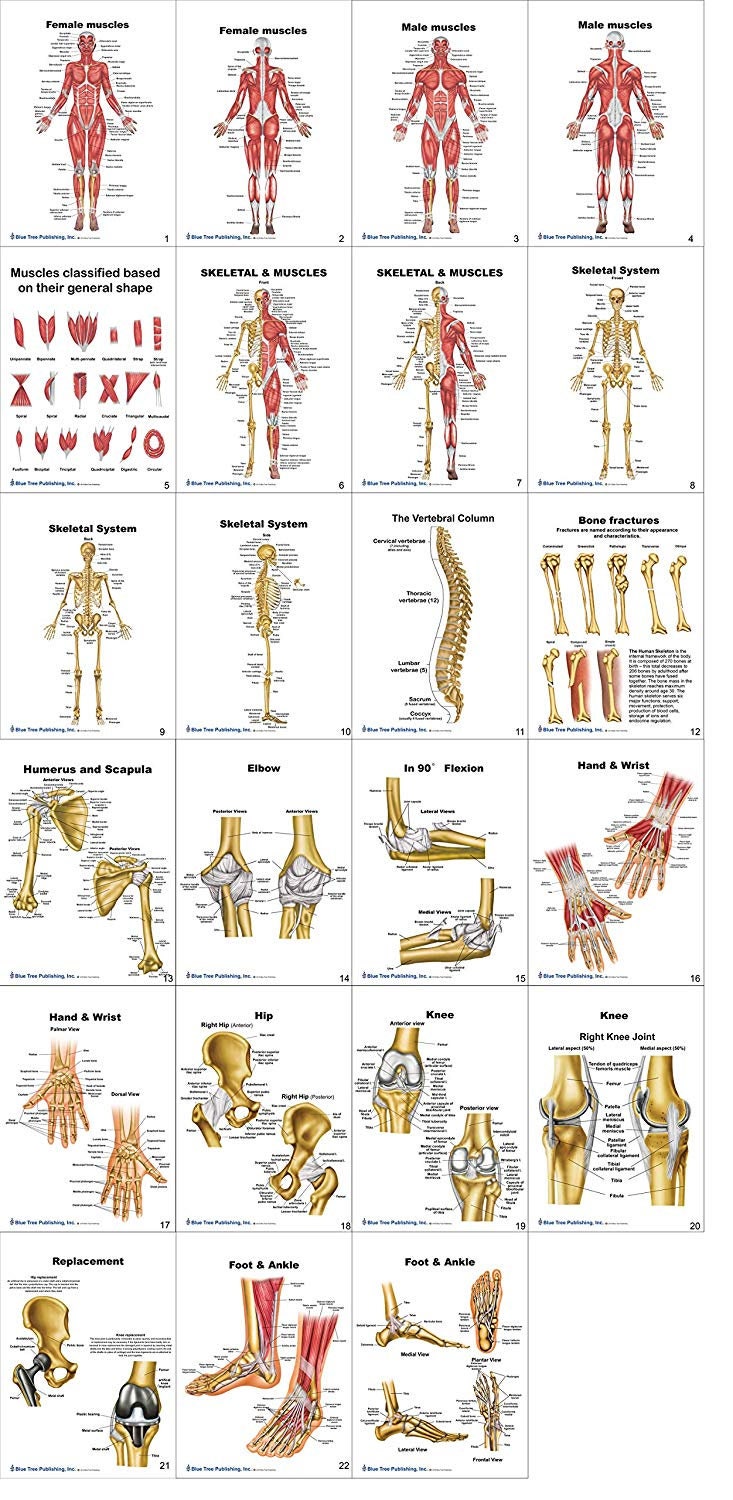 Muscles and Bones Anatomy Flip Charts - Etsy