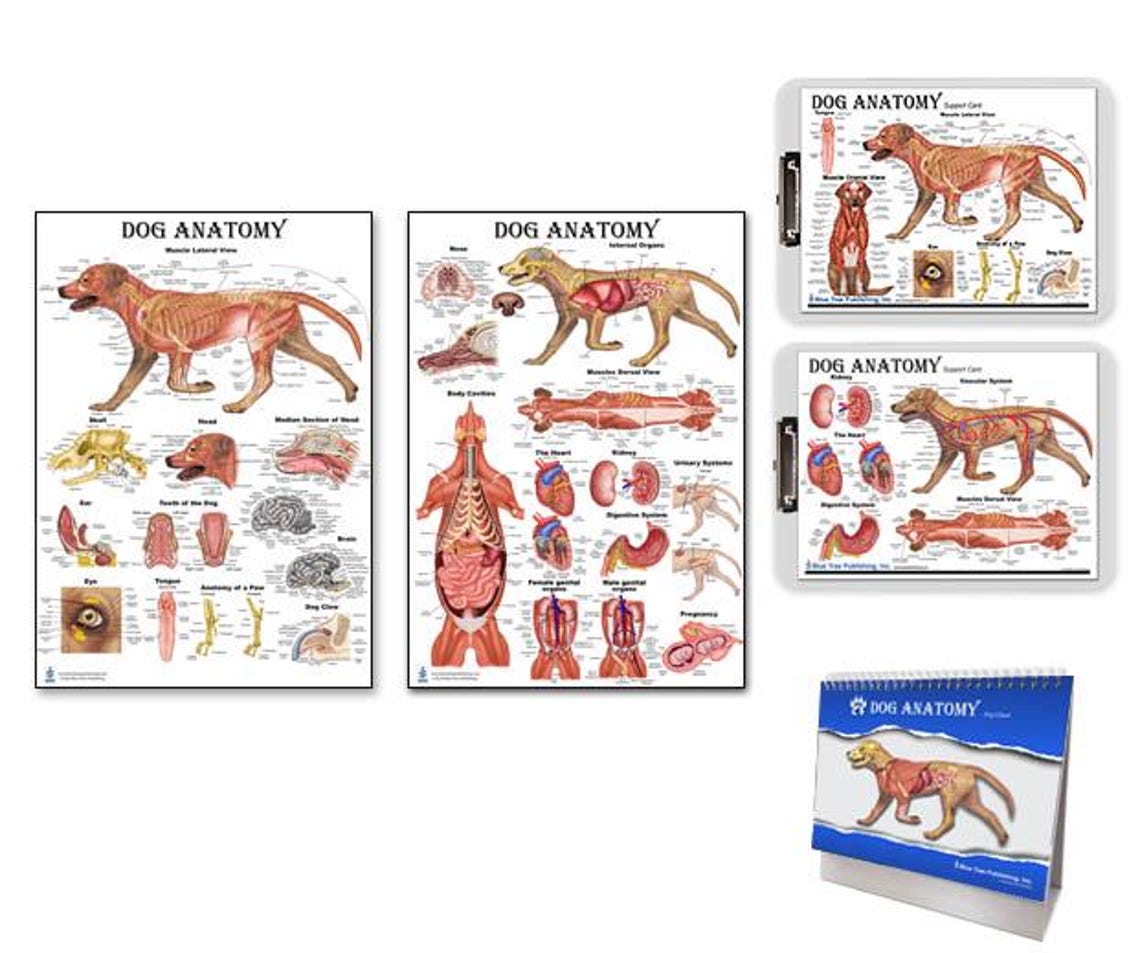 Dog Anatomy Set, Flipbook, Clipboard, Anatomy & Veterinary Physiology ...
