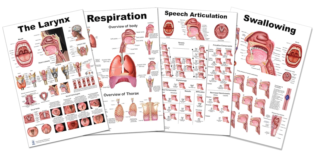 Poster Set 24*36inch, the Larynx, Swallowing, Speech Articulation ...