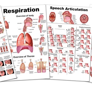 Poster Set 24*36inch, the Larynx, Swallowing, Speech Articulation, Respiration Anatomical Chart ...