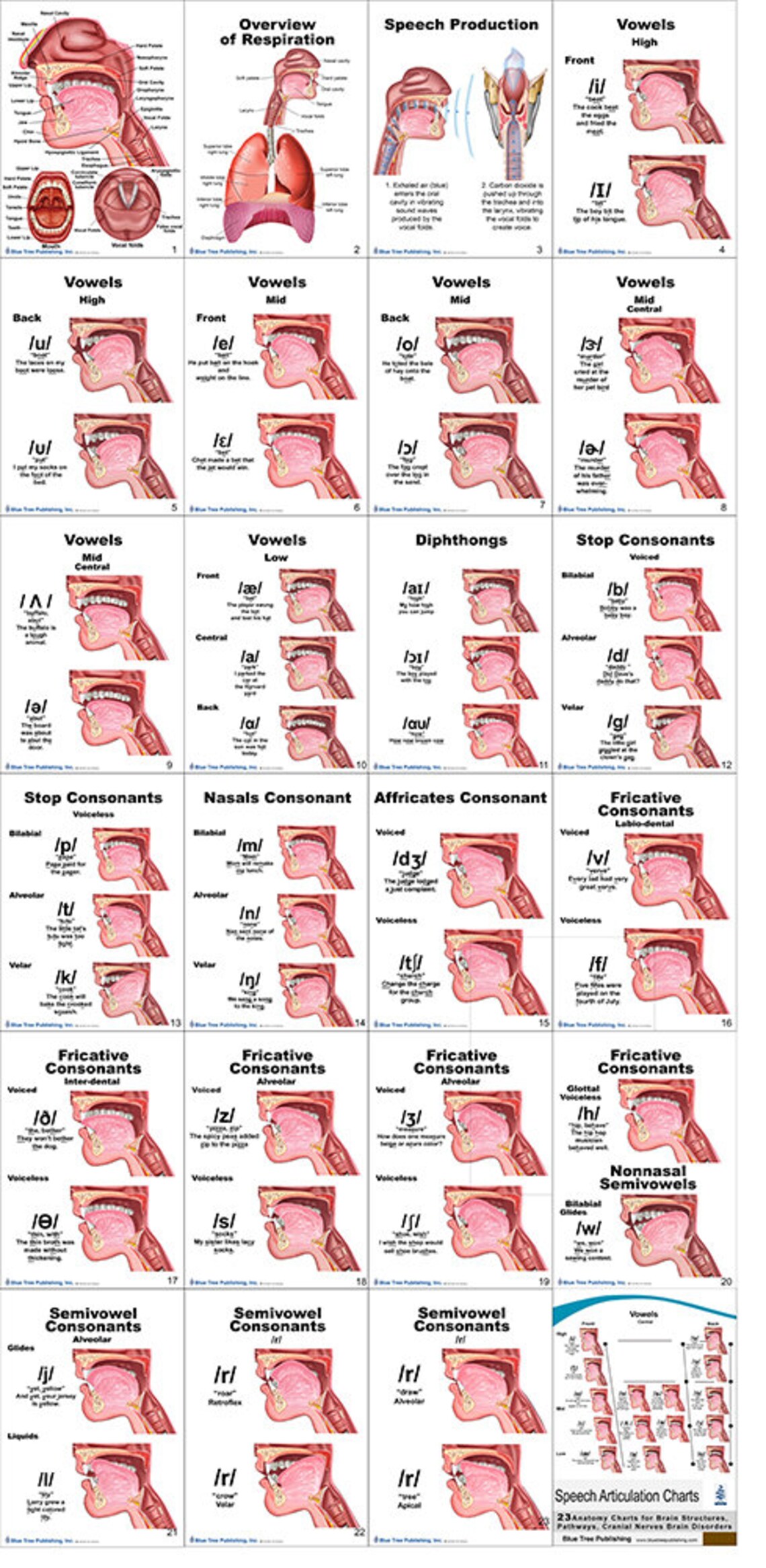 Speech Articulation Flip Charts for SLP, English Language Teachers for ...