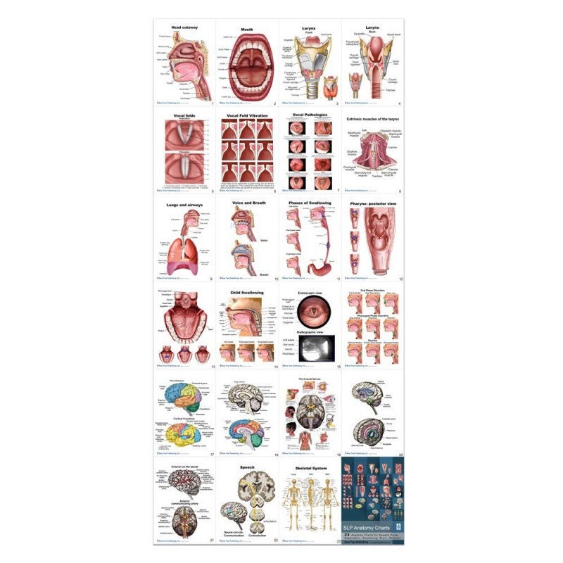 SLP Speech Language Pathologist Anatomy Flip Charts - Etsy