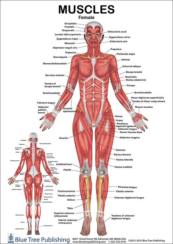 Muscles Of Buttock, Hip And Pelvis Laminated Anatomy Chart | atelier-yuwa.ciao.jp