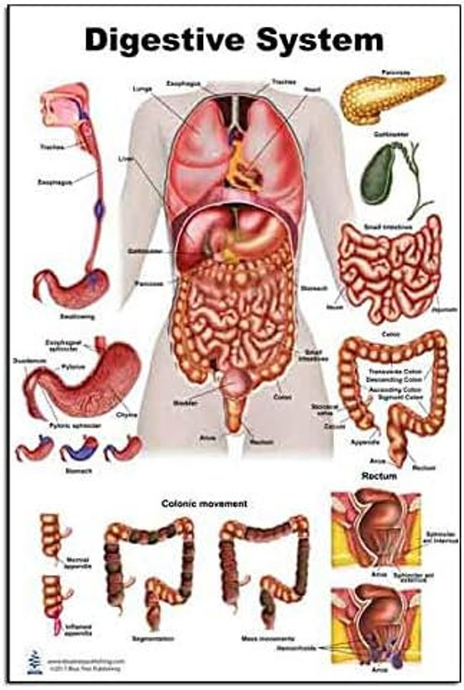 Digestive System Anatomical Chart and Poster - Etsy Canada