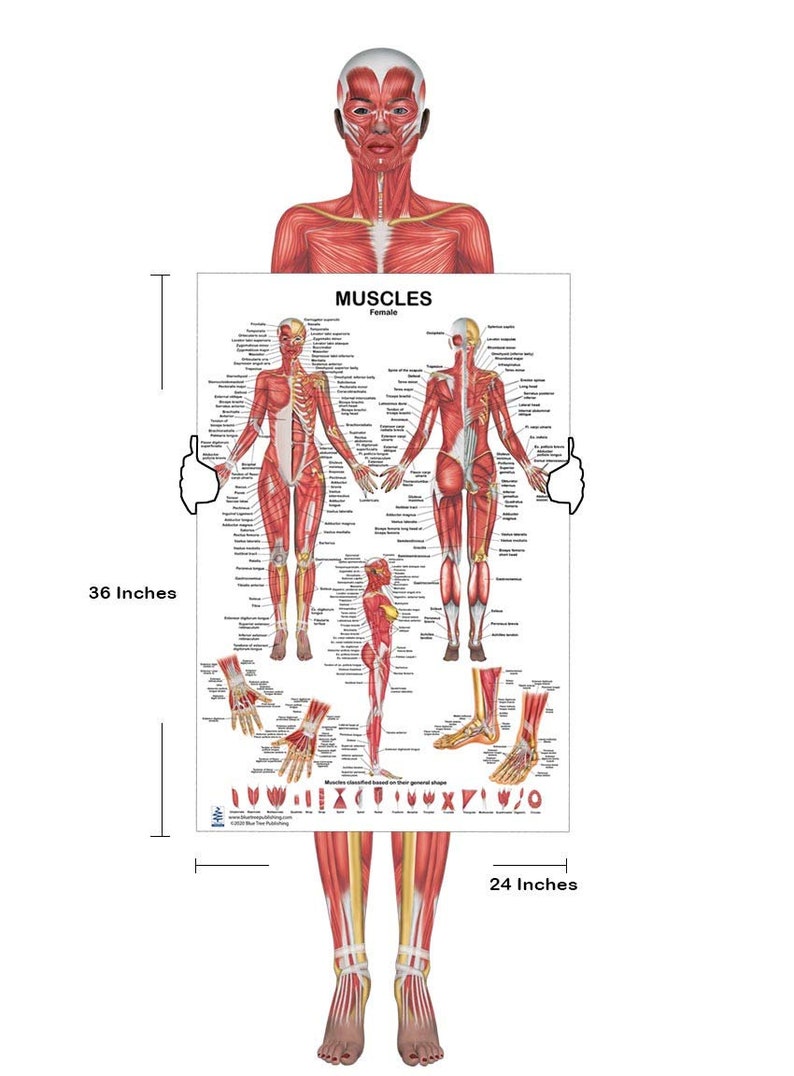 Muscles Anatomy Female Large Poster - Etsy
