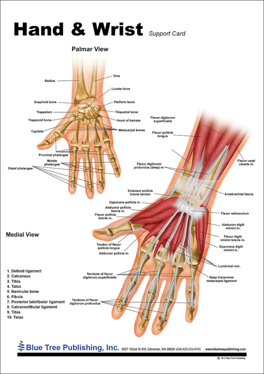 Hand and Wrist Anatomical Chart - Etsy Hand and Wrist Anatomical Chart - Etsy
