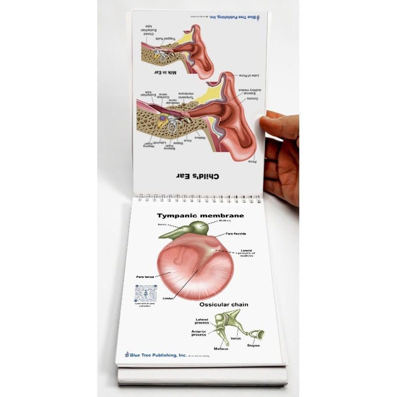 ENT Anatomy Flip Charts, Otolaryngologist Anatomy, Ear, Nose, Larynx ...