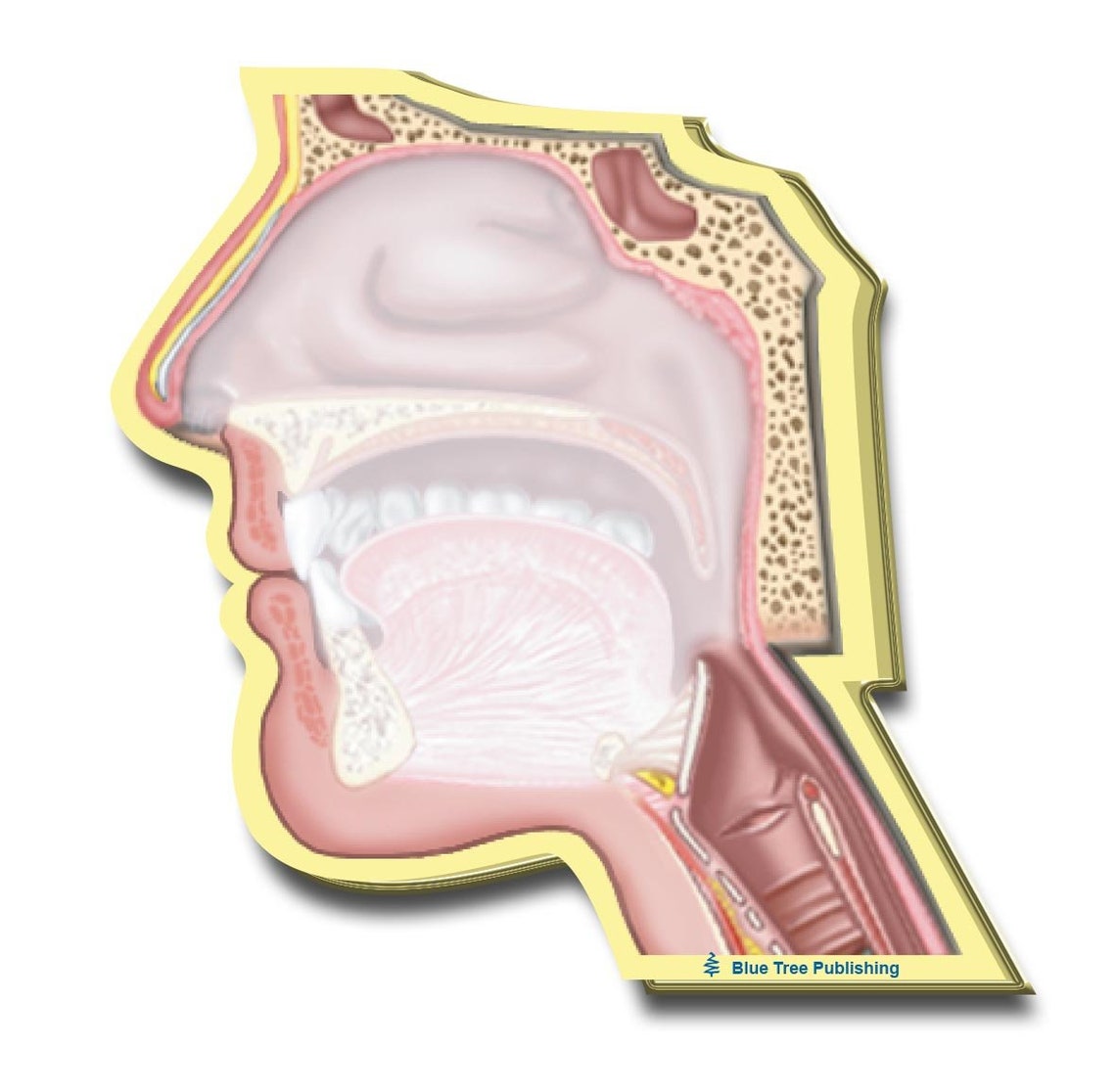 SLP Collection Set - Etsy