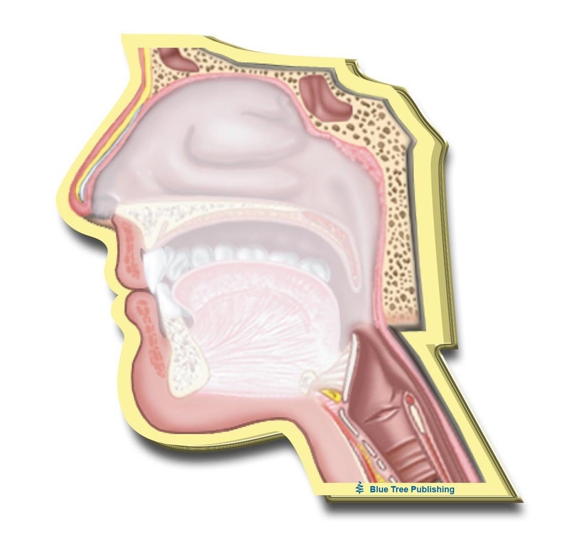 SLP Collection Set - Etsy