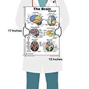 Blue Tree Publishing the Brain 4 Poster Set 12x17inch, Waterproof ...
