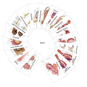 Dog and Cat Veterinary Anatomy Pocket Charts, Anatomy & Veterinary ...