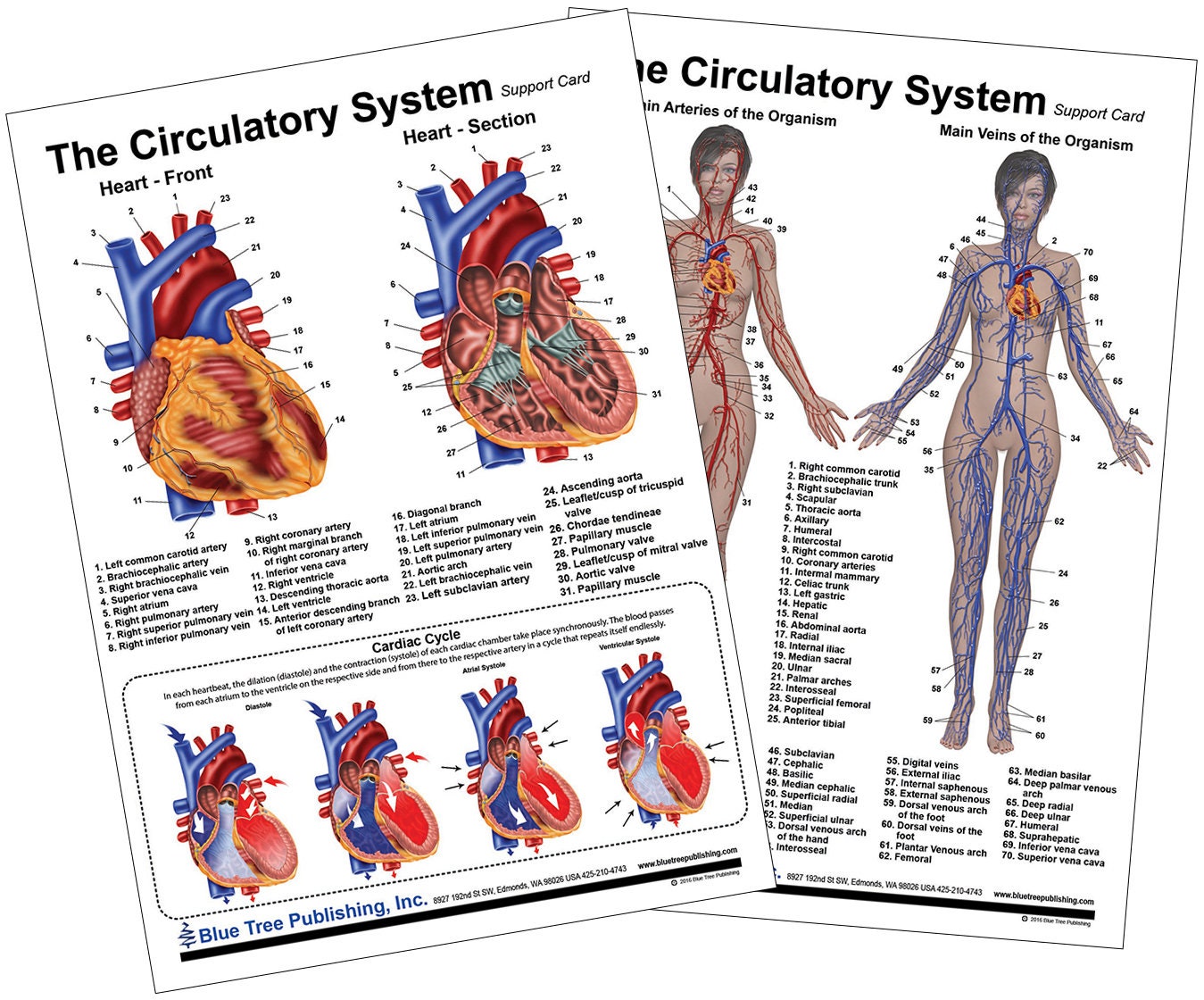 Circulatory and Heart Anatomical Chart - Etsy