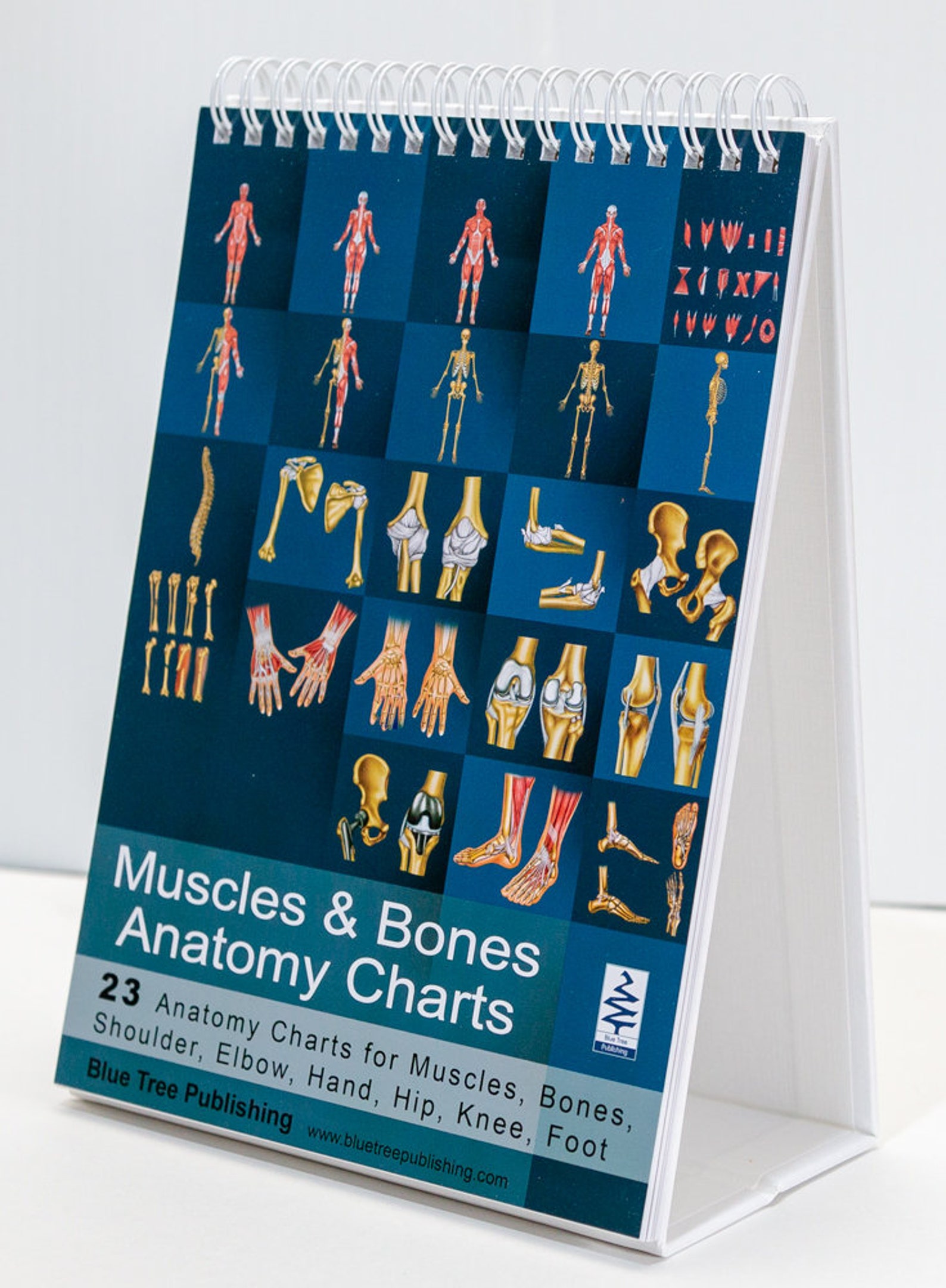 Muscles and Bones Anatomy Flip Charts - Etsy